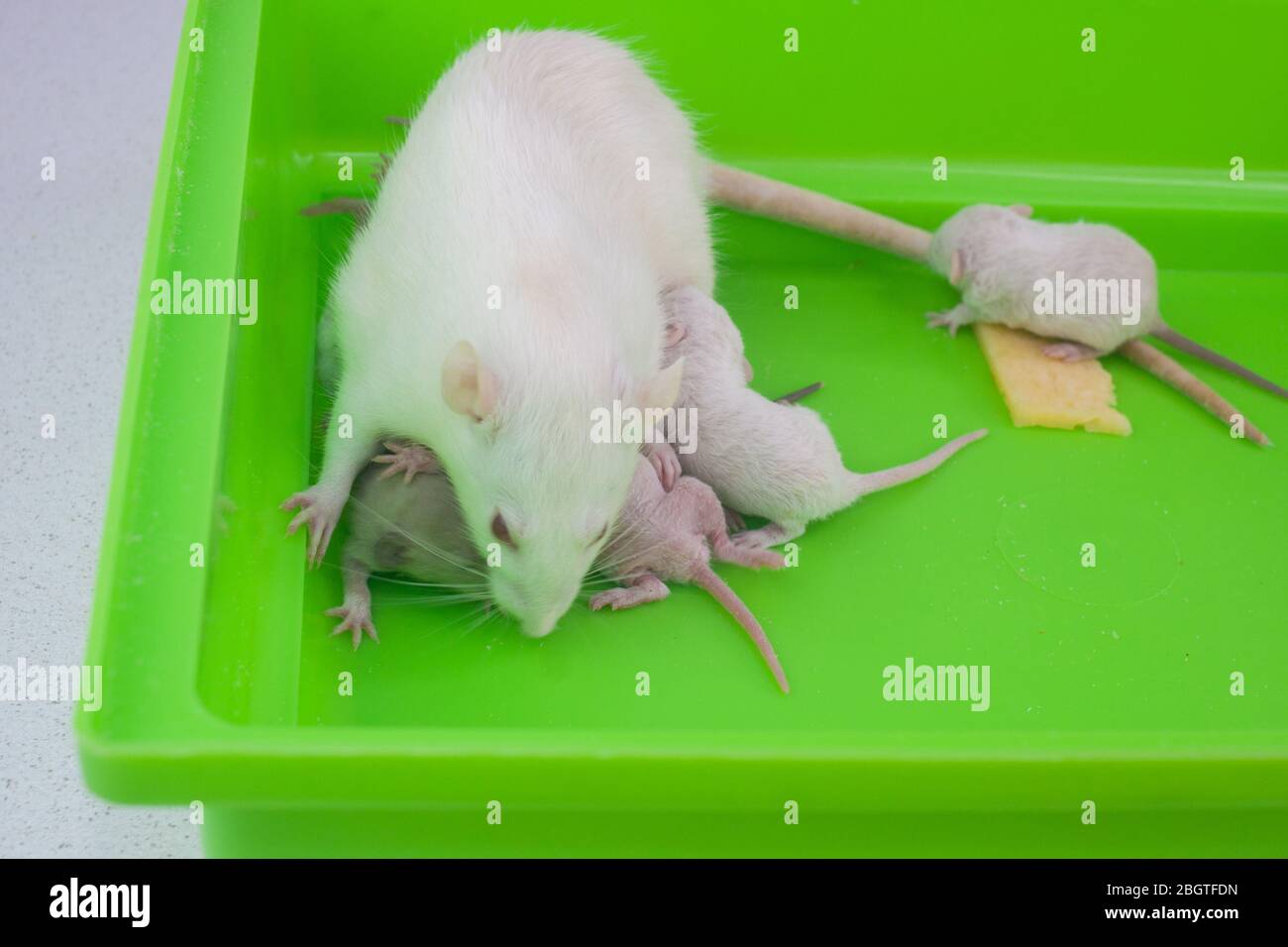Rat mom and her newborn babies in a green cage Stock Photo - Alamy