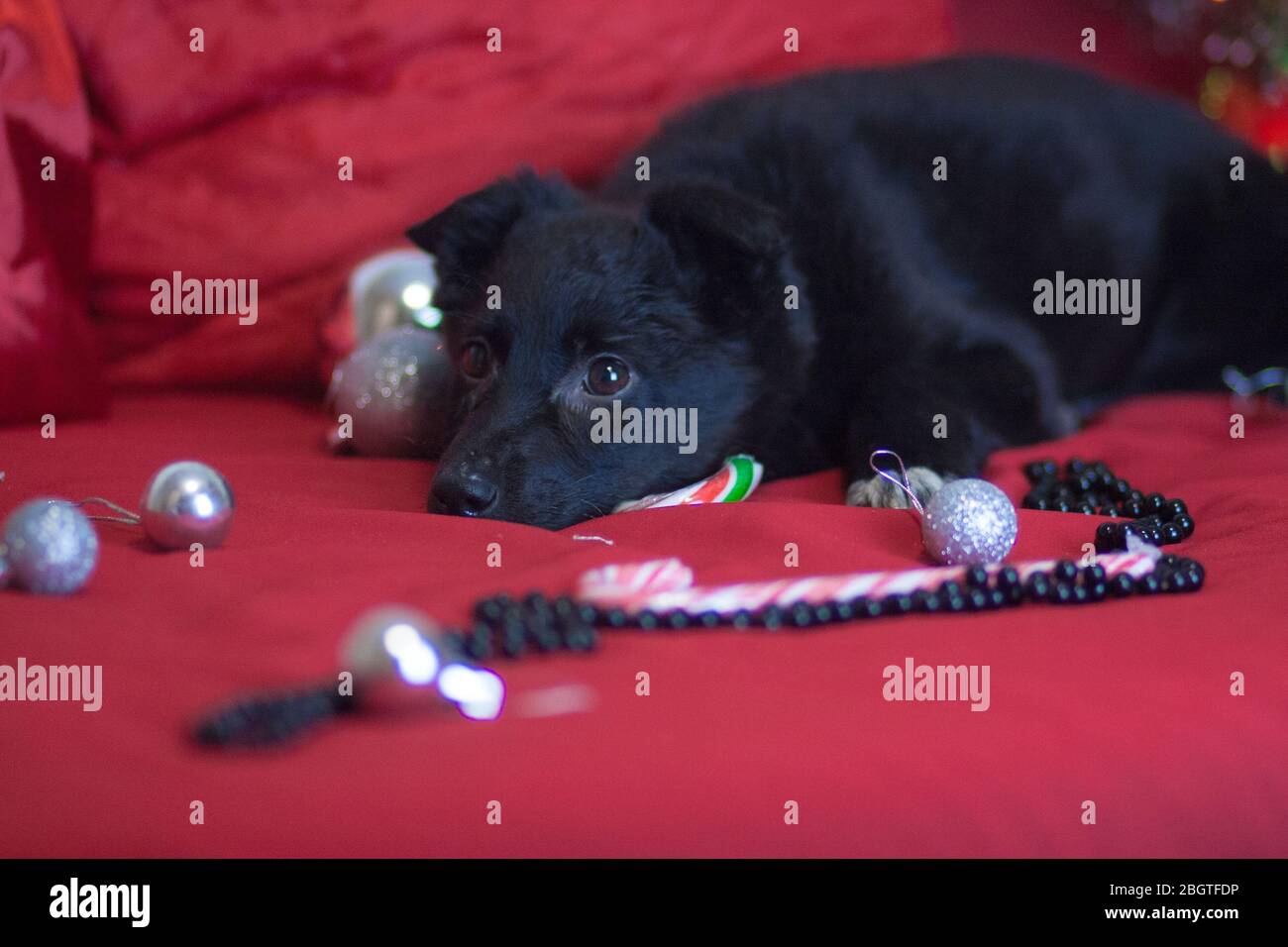 Dog sad on a red background Santa Claus. christmas theme Stock Photo ...