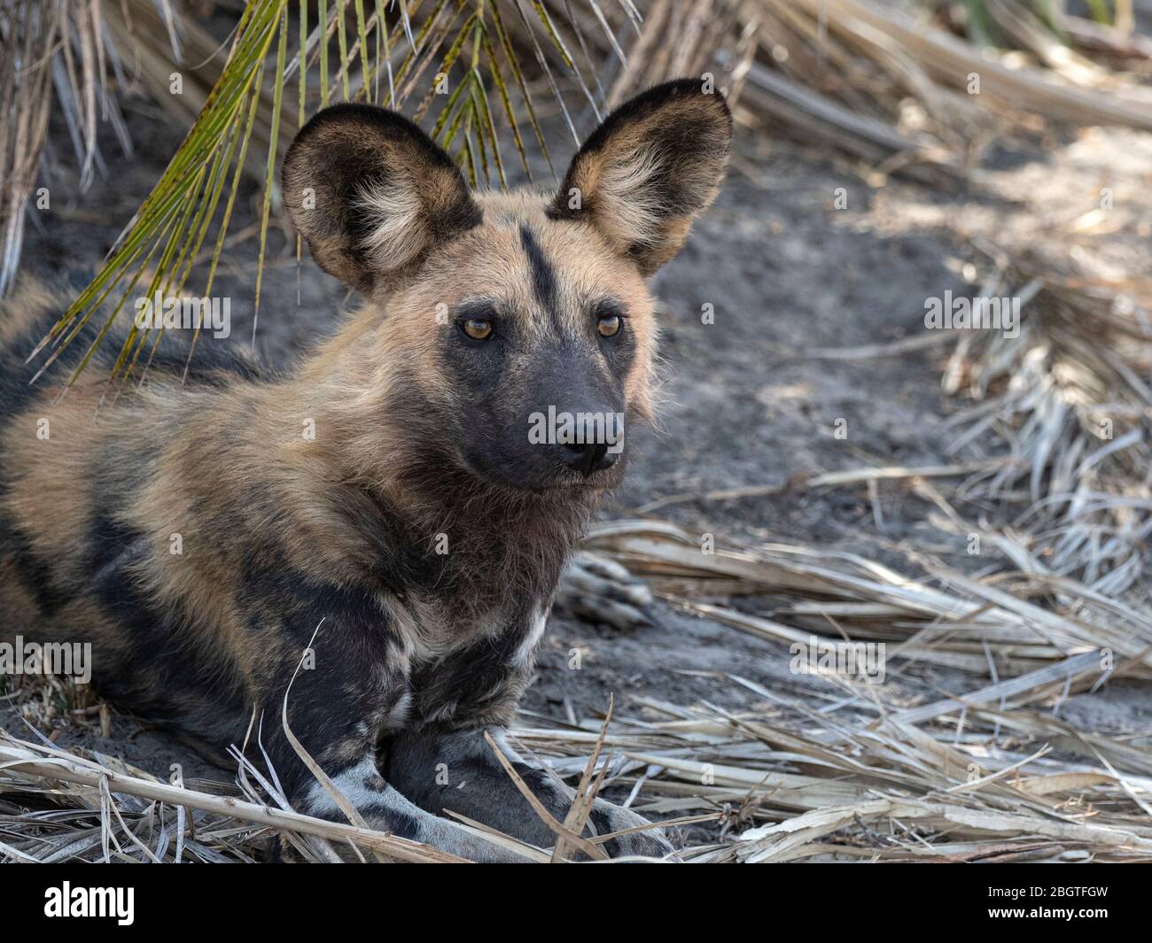 Lycaon pictus hunt hi-res stock photography and images - Alamy