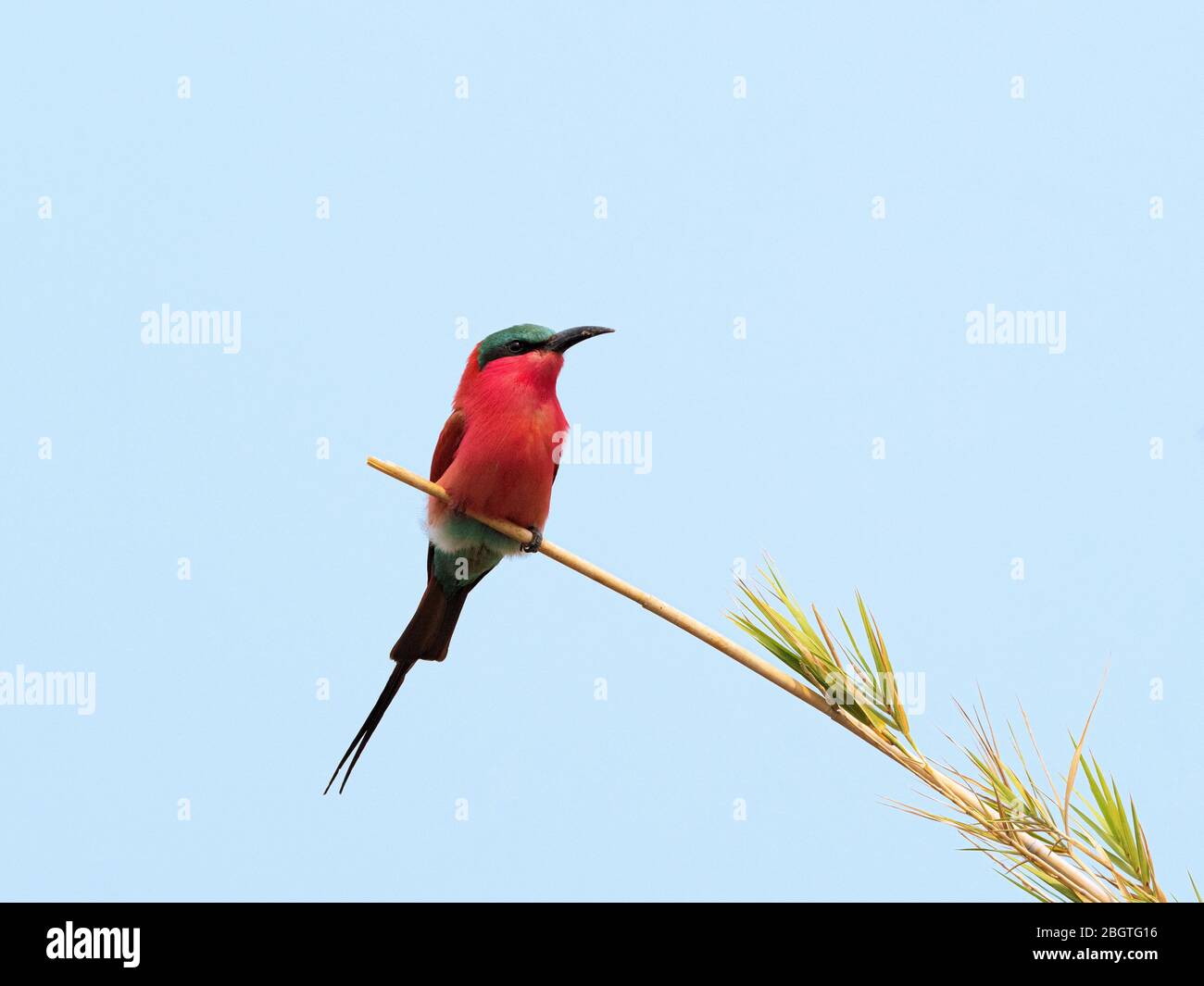Carmine bee eater botswana hi-res stock photography and images - Alamy