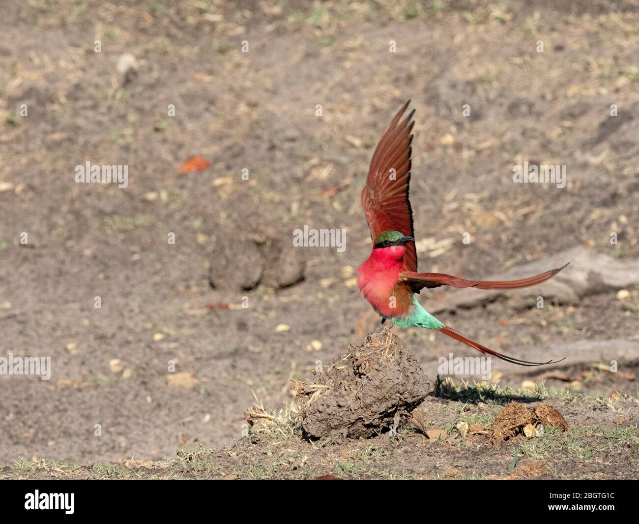 Carmine bee eater botswana hi-res stock photography and images - Alamy