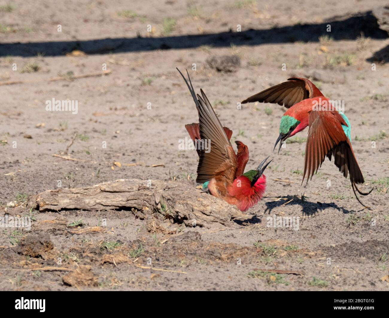 Carmine bee eater botswana hi-res stock photography and images - Alamy