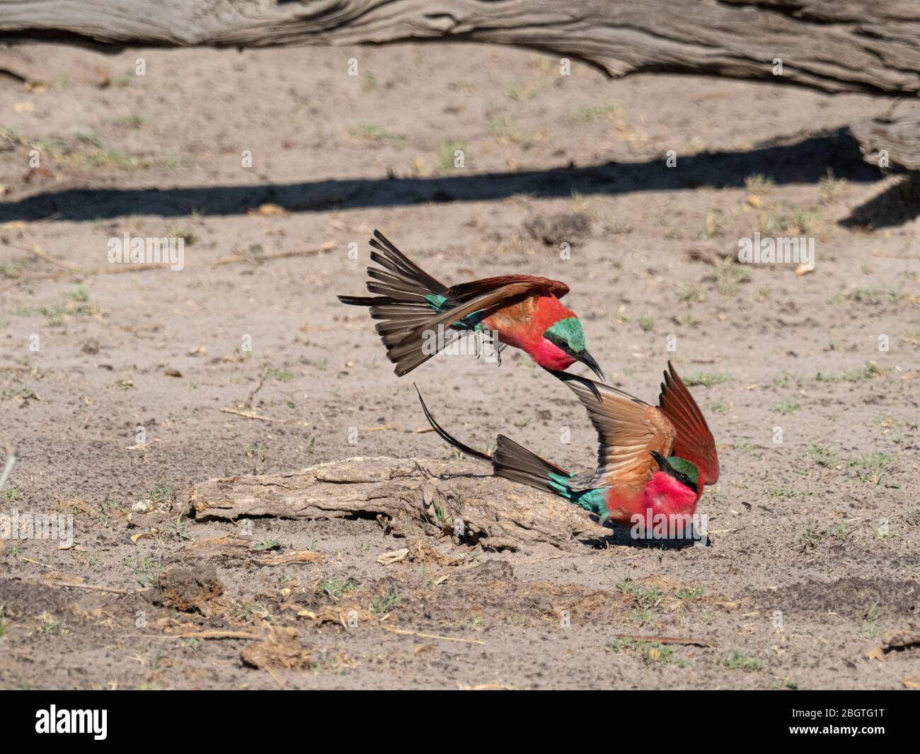 Carmine bee eater botswana hi-res stock photography and images - Alamy