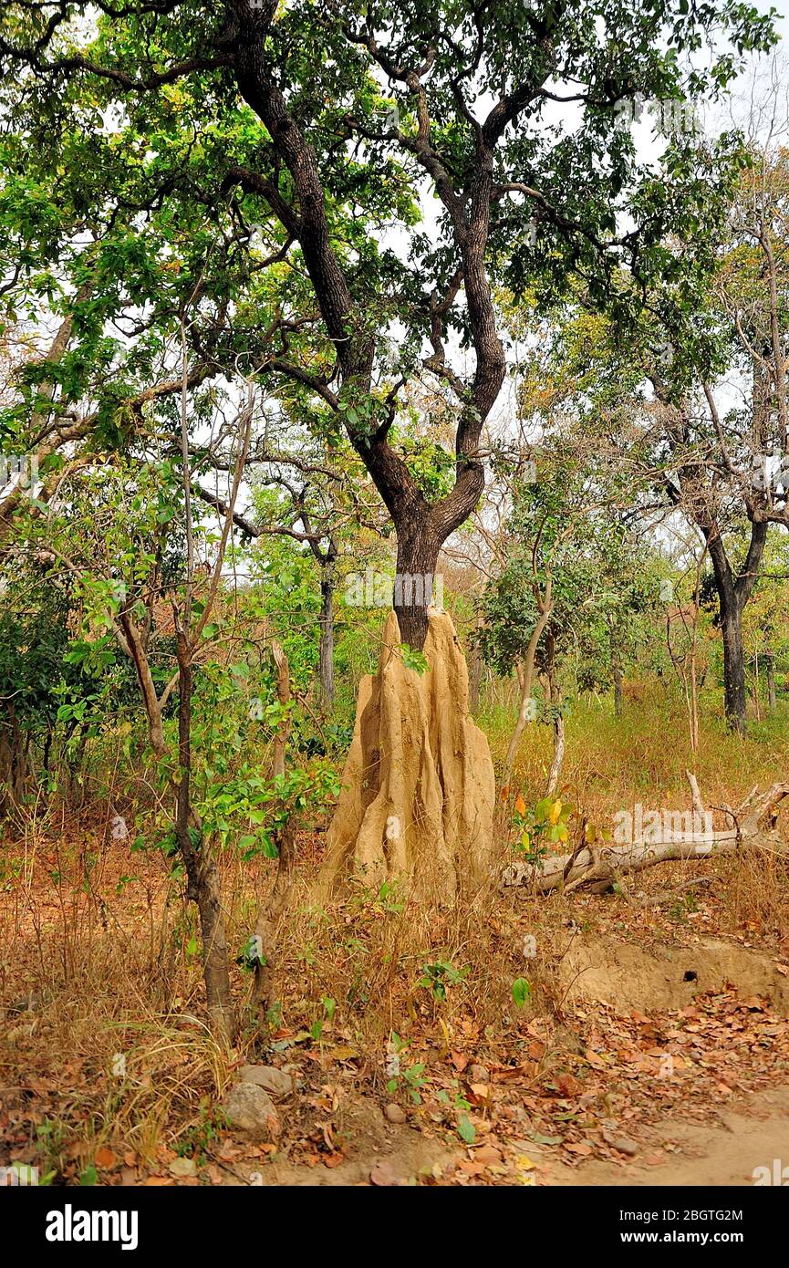 Ants India High Resolution Stock Photography and Images - Alamy