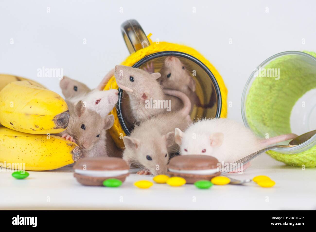 Children rats on a white background among cups and food Stock Photo - Alamy