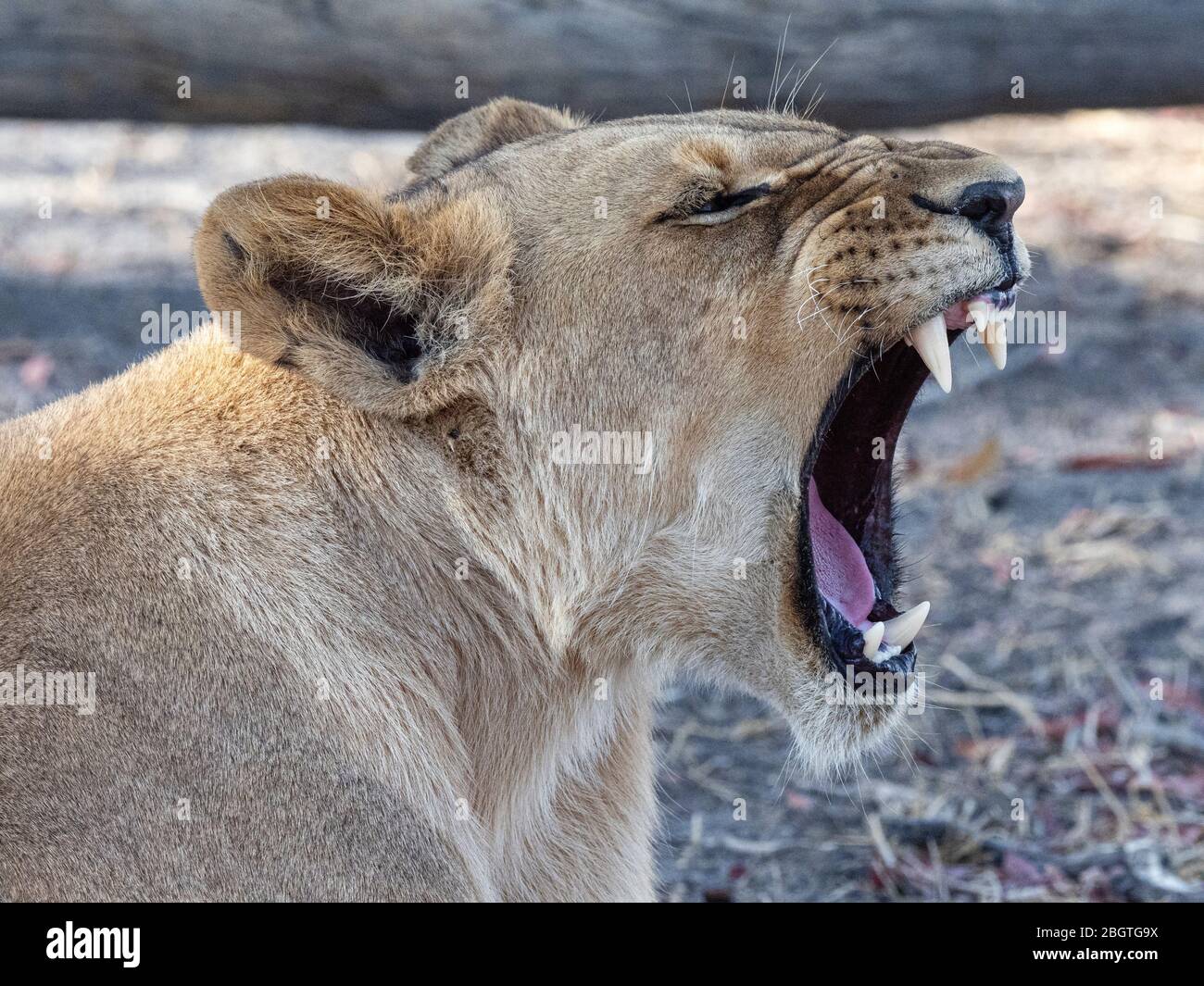 Female lion showing her teeth hi-res stock photography and images - Alamy