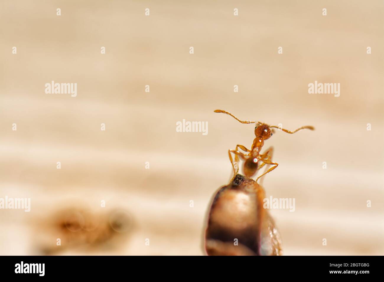 Turkey and ants hi-res stock photography and images - Alamy