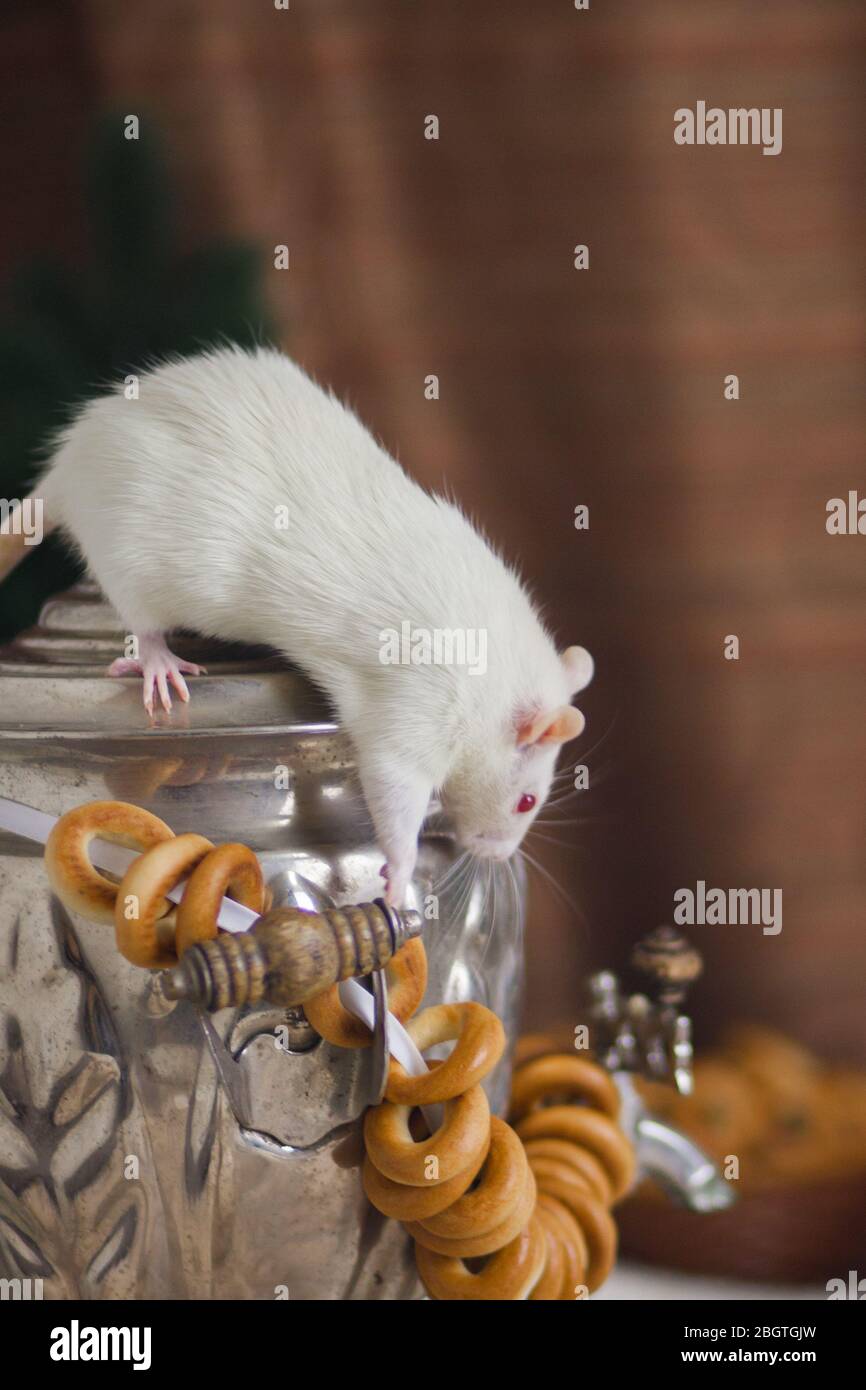 Rat and traditional Russian samovar Stock Photo - Alamy