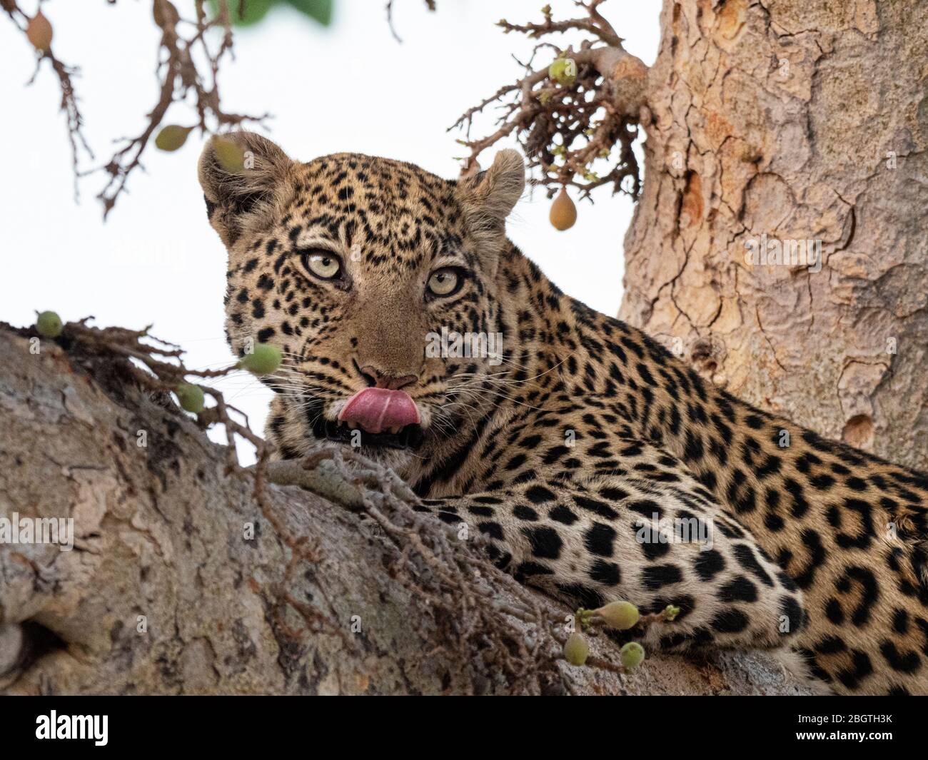 An adult leopard, Panthera pardus, resting in a tree in the Okavango ...