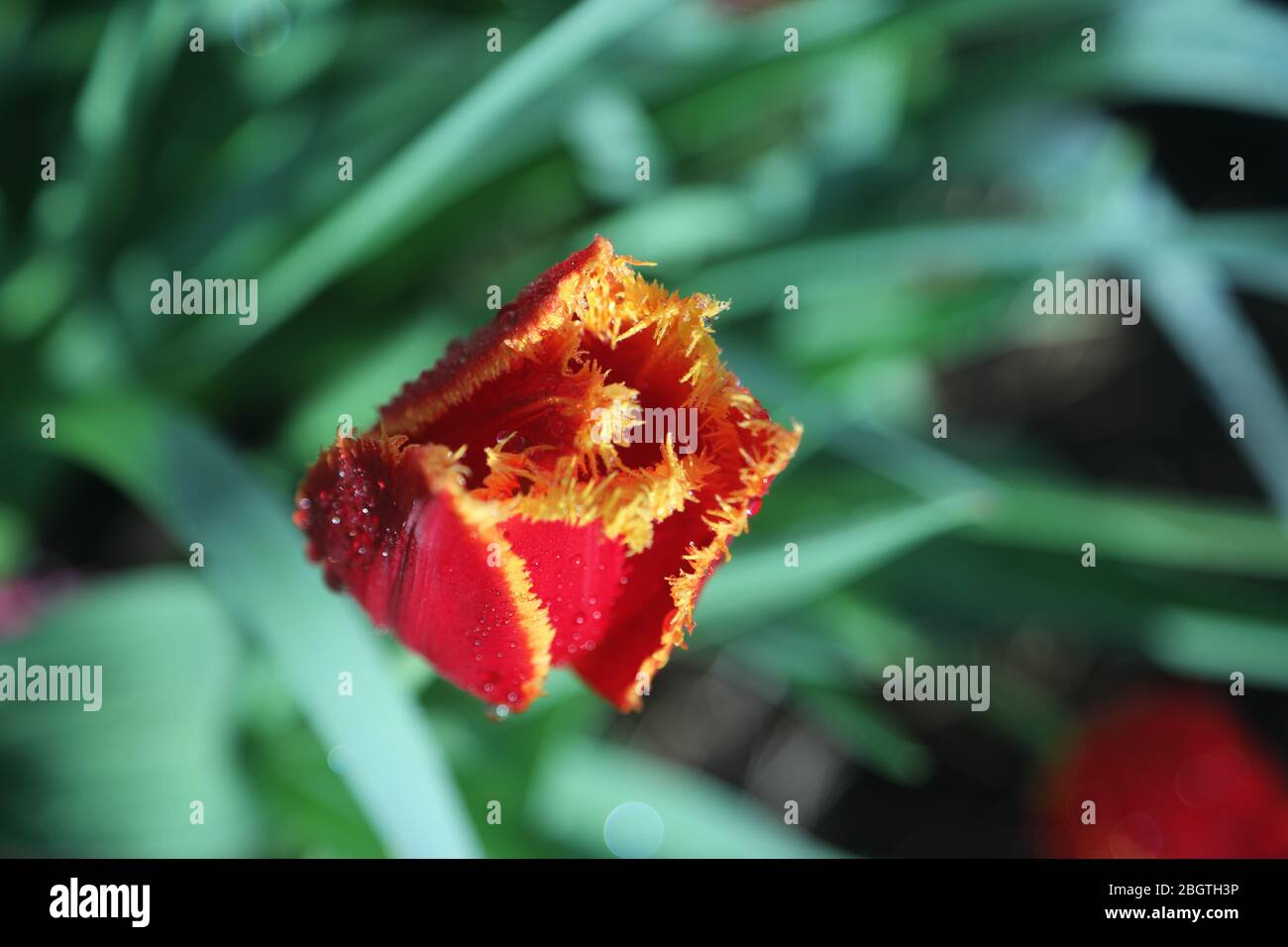 Ragged edged Fabio tulip Stock Photo - Alamy