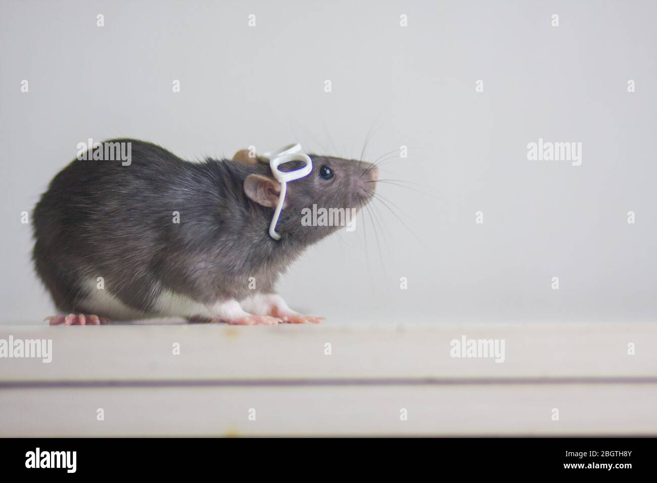 Rat with glasses. paper rat. clerk office concept Stock Photo - Alamy