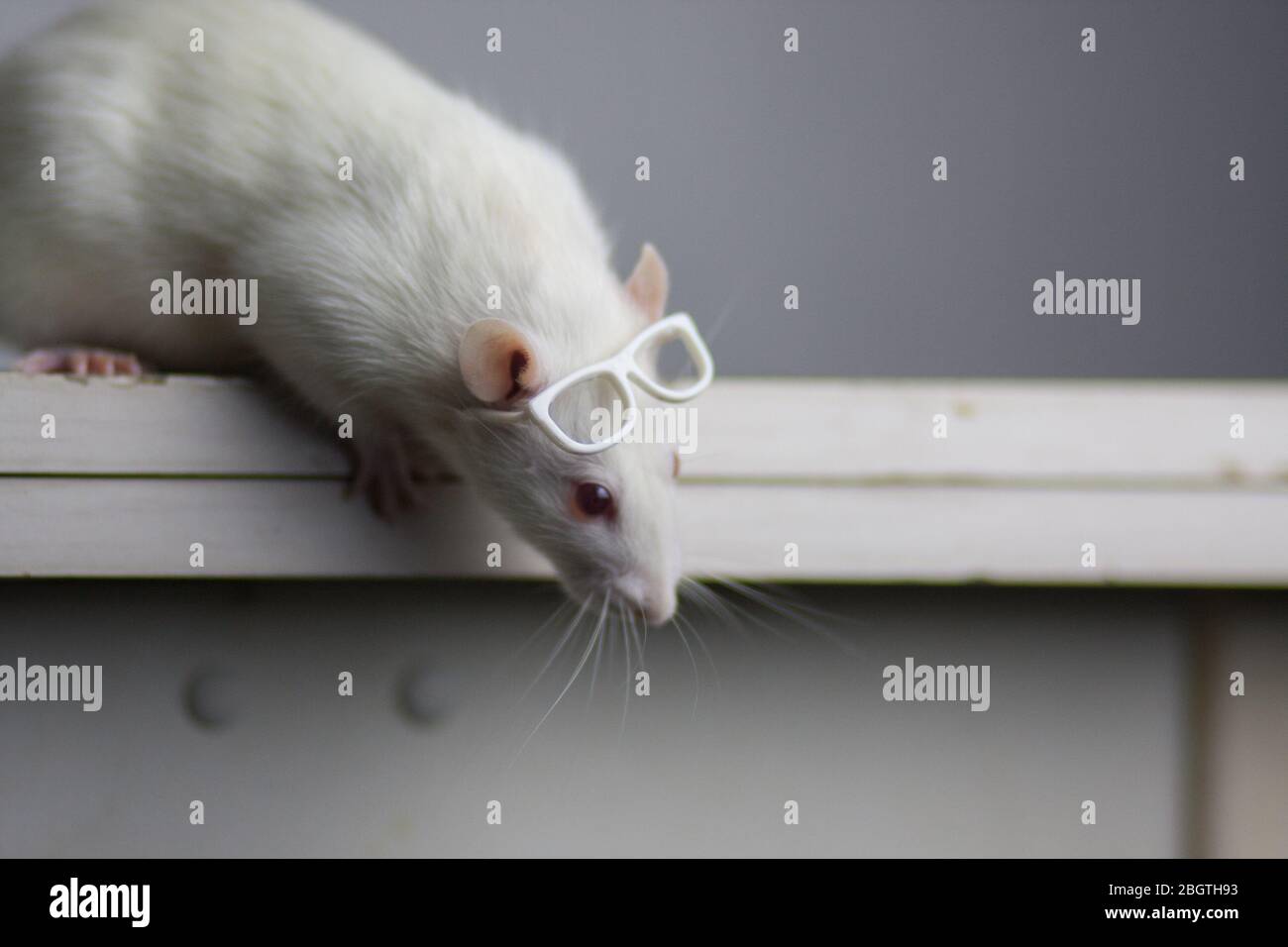 Rat with glasses. paper rat. clerk office concept Stock Photo - Alamy
