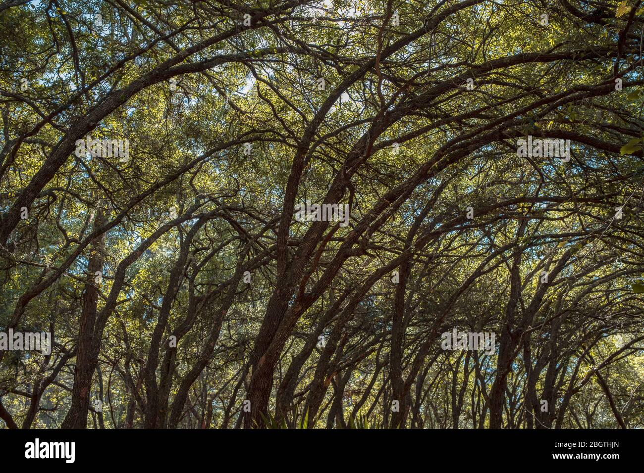 Scrubby habitat hi-res stock photography and images - Alamy