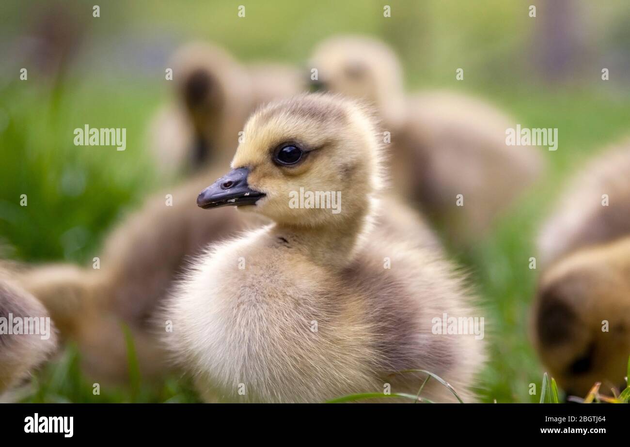 Life Cycle Of Canada Goose High Resolution Stock Photography and Images ...
