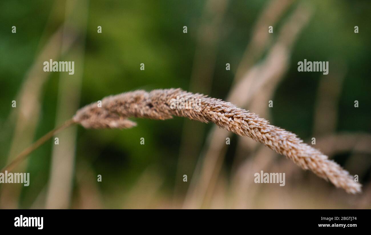 Close-up of Yorkshire-fog grass seeds in a field of Holcus lanatus in a ...