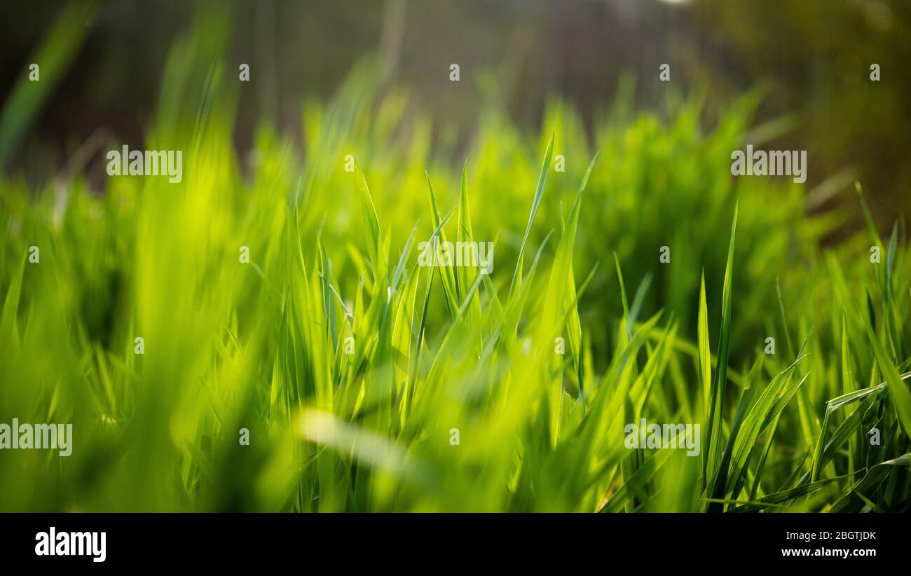 Backlit tall grass macro hi-res stock photography and images - Alamy