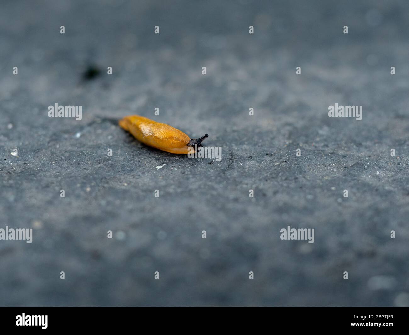 Land slugs hi-res stock photography and images - Alamy