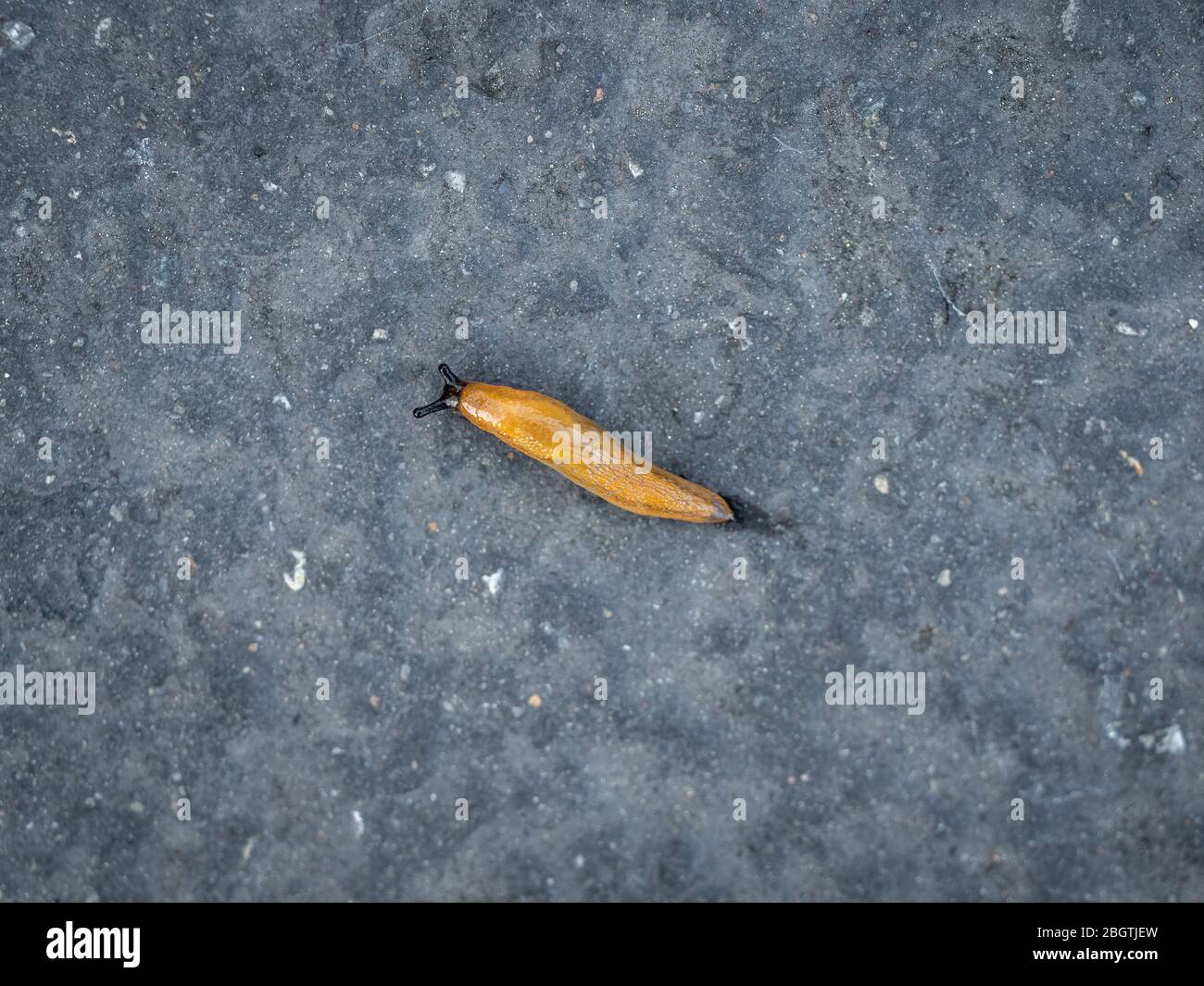 Land slugs hi-res stock photography and images - Alamy