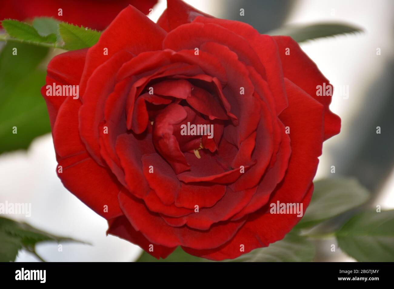 Velvet red rose bush hi-res stock photography and images - Alamy