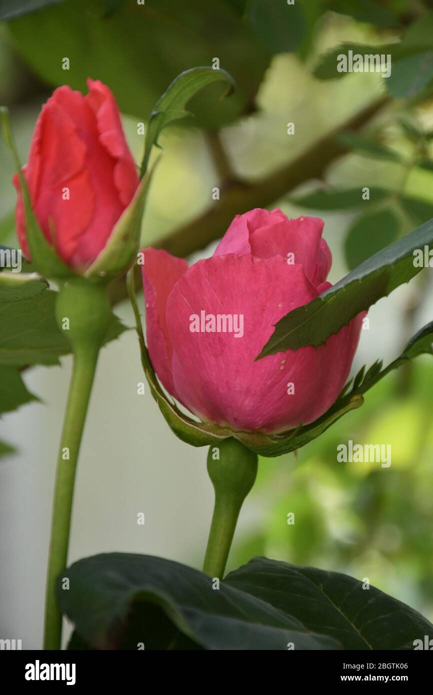 Side by side a pair of red rose buds Stock Photo - Alamy