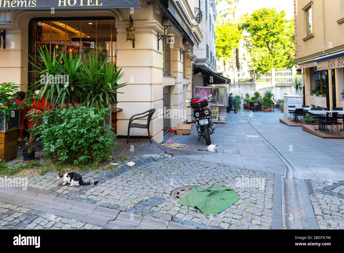 Two stray cats hang around a cafe patio in the Sultanahmet district of ...