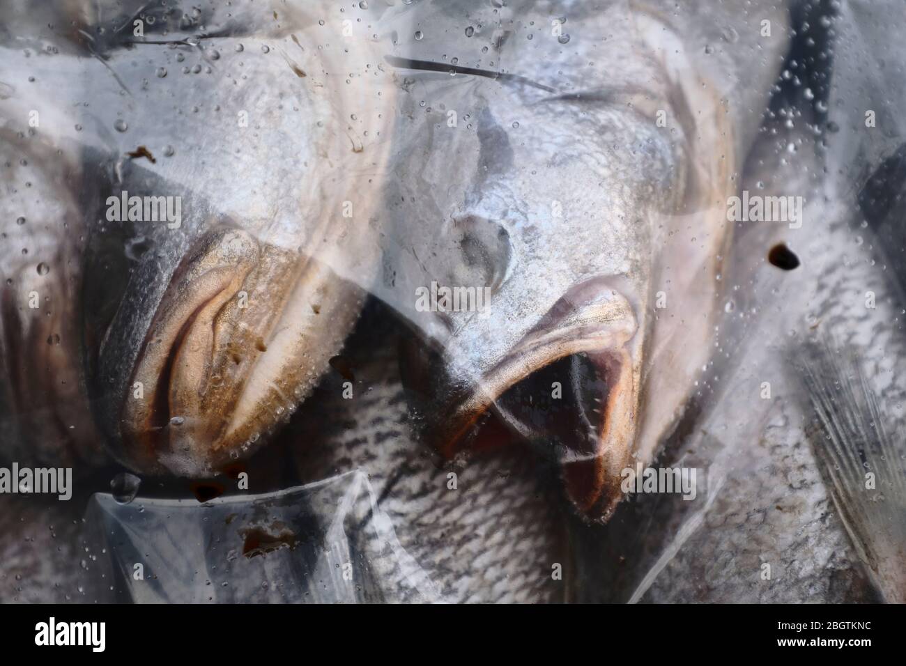 Fresh fish in a plastic bag at a local market Stock Photo - Alamy