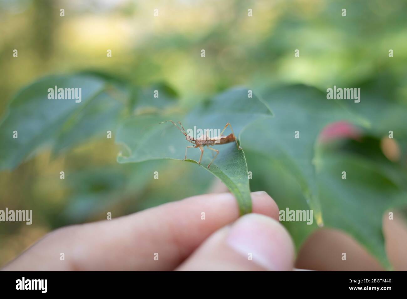 Assassin bug bite hi-res stock photography and images - Alamy
