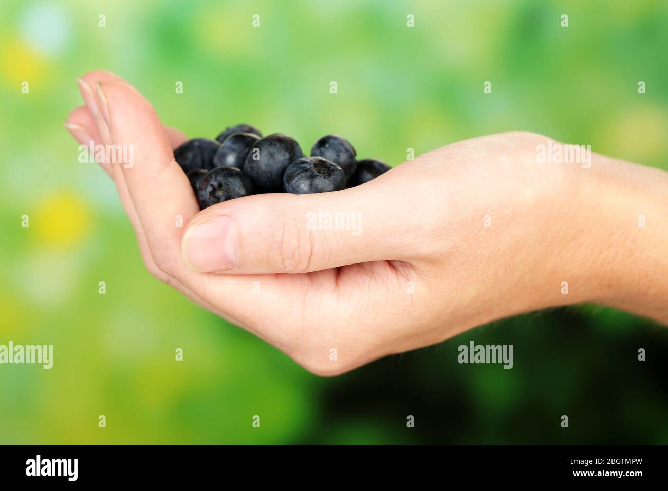 Female hand holding tasty ripe blueberries on nature background Stock ...