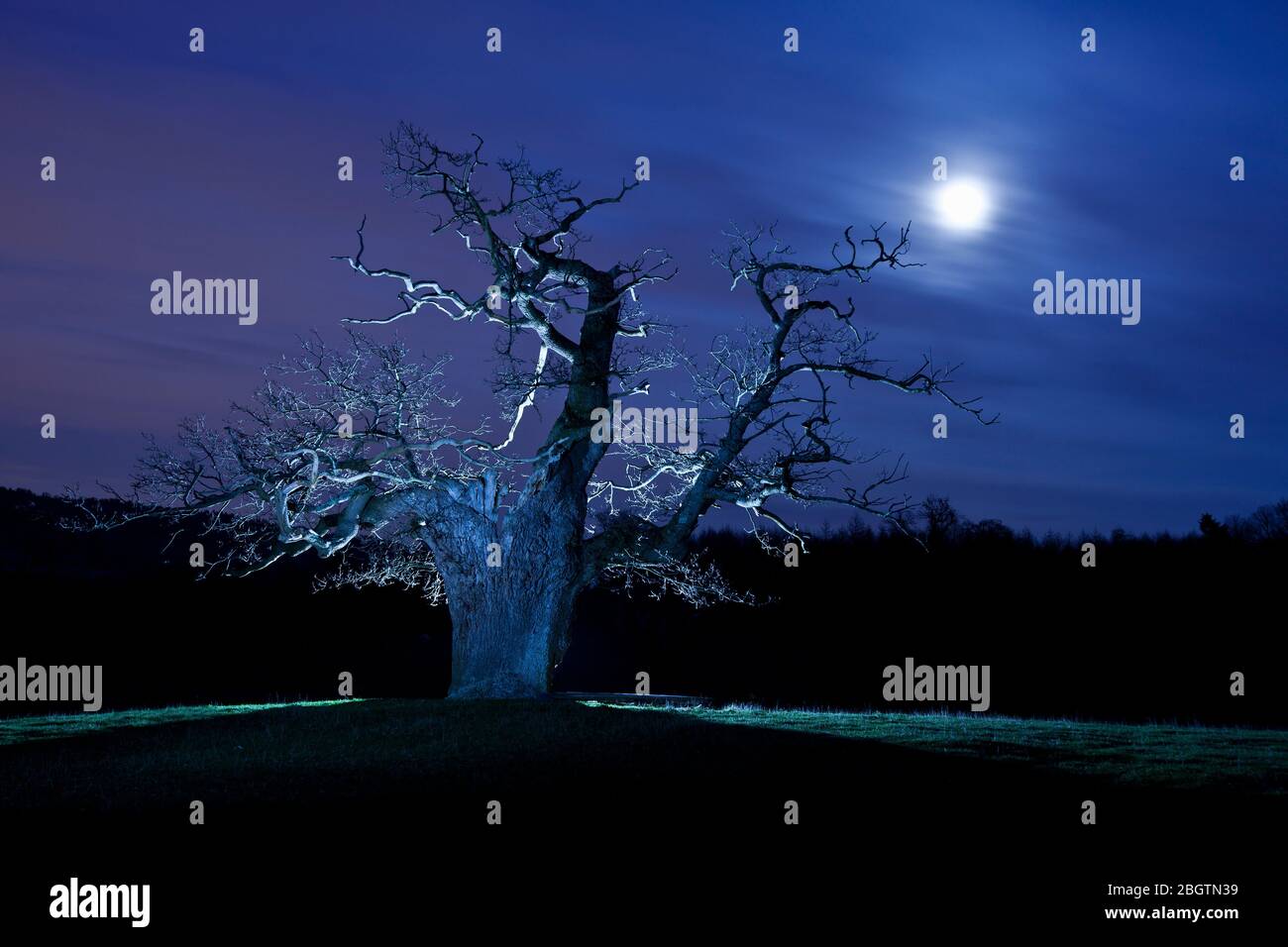 Twisted tree lit up at night in Surrey / England Stock Photo - Alamy