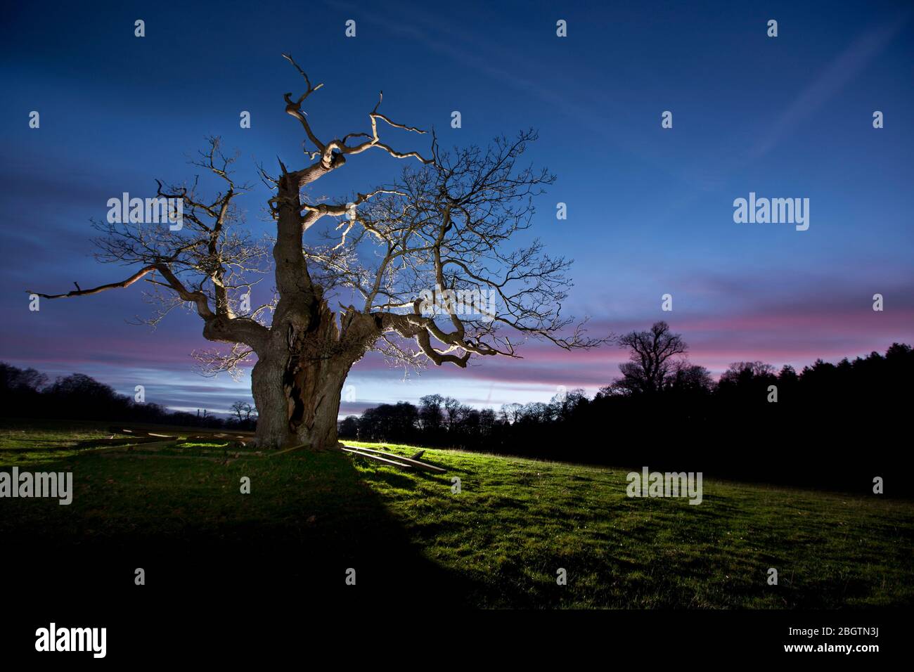 Twisted tree lit up at night in Surrey / England Stock Photo - Alamy