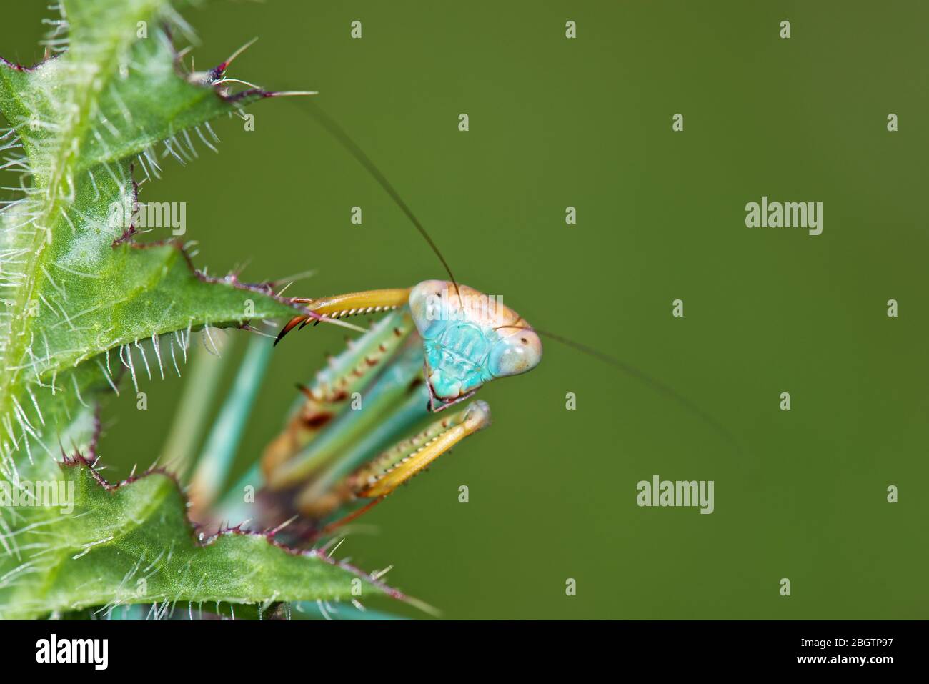 Thistle mantis hi-res stock photography and images - Alamy