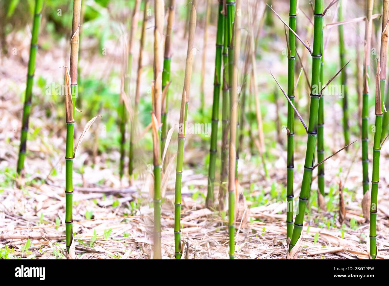 Sprouts of young bamboo. Bamboo in the mountains of Italy. Bright and ...
