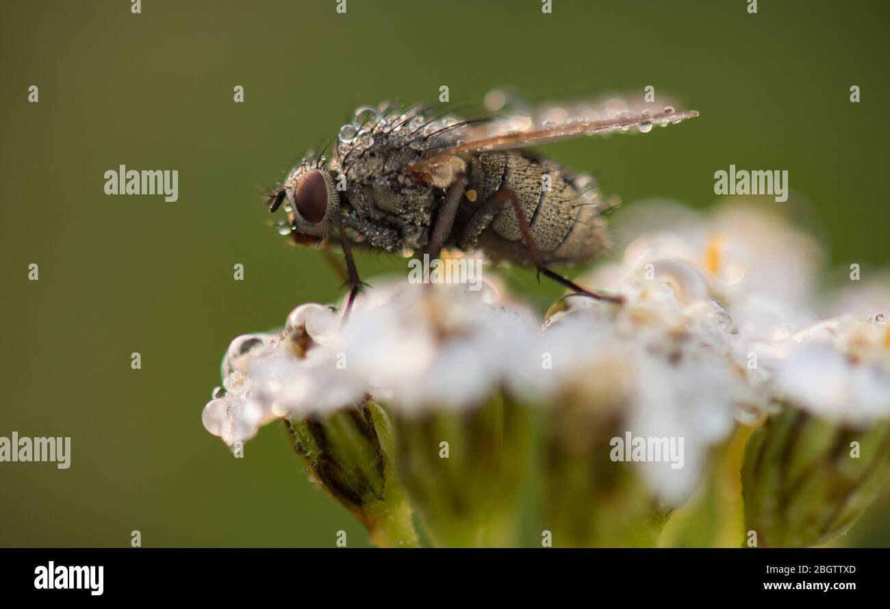 Fly with dew, drying in the morning sun, Norwich, September 2015 Stock ...
