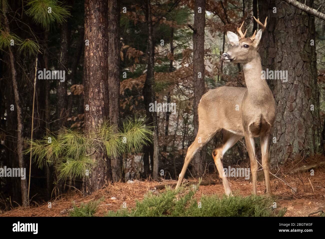 White tailed deer yearling hi-res stock photography and images - Alamy