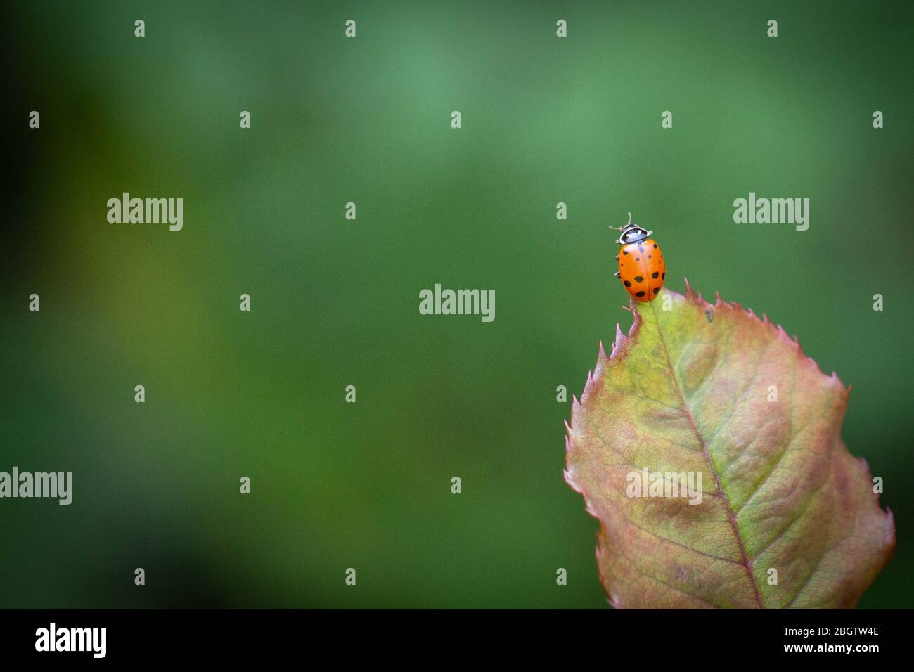 Ladybug on leaf spring hi-res stock photography and images - Alamy