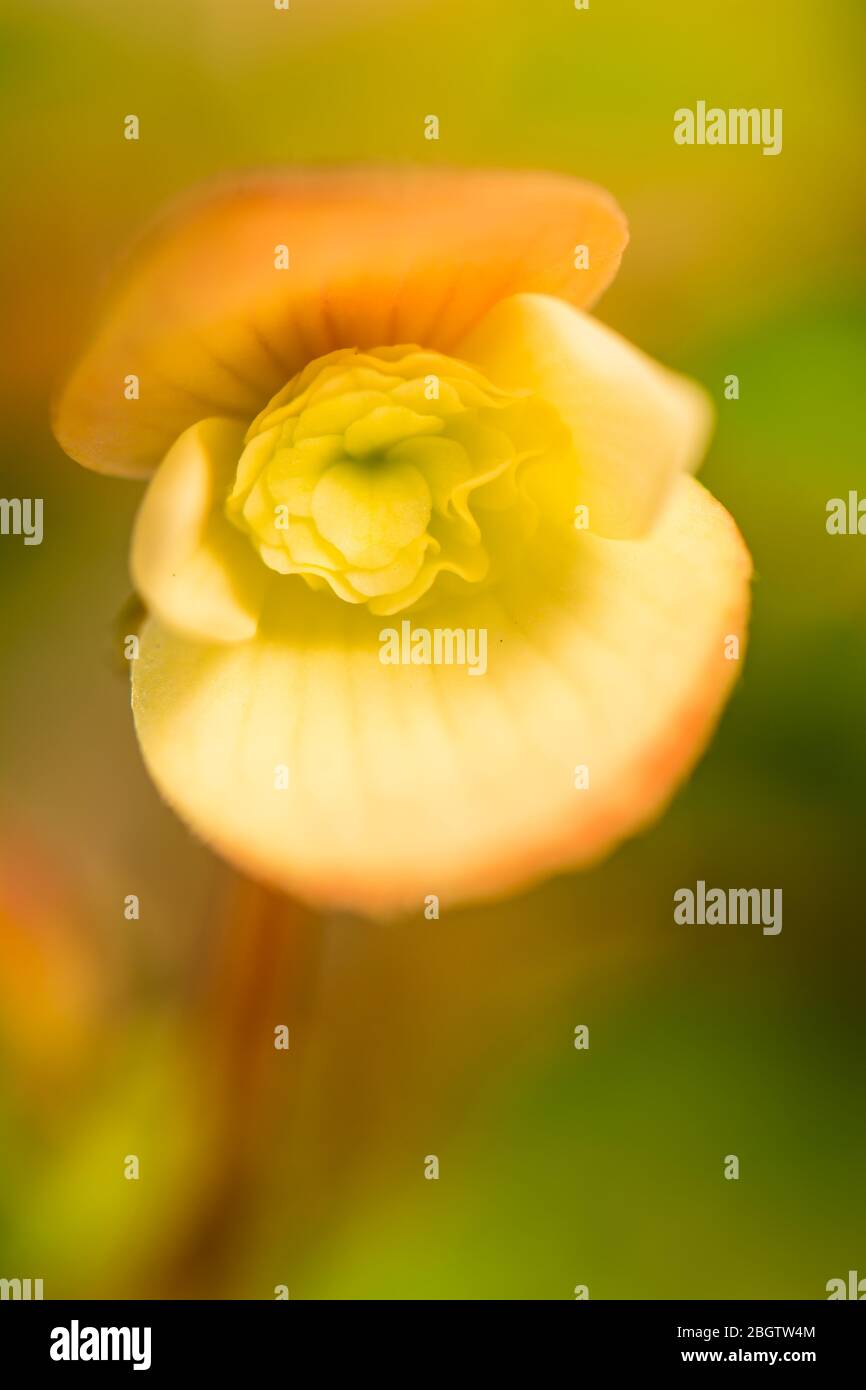 Single begonia flower, September 2015 Stock Photo - Alamy