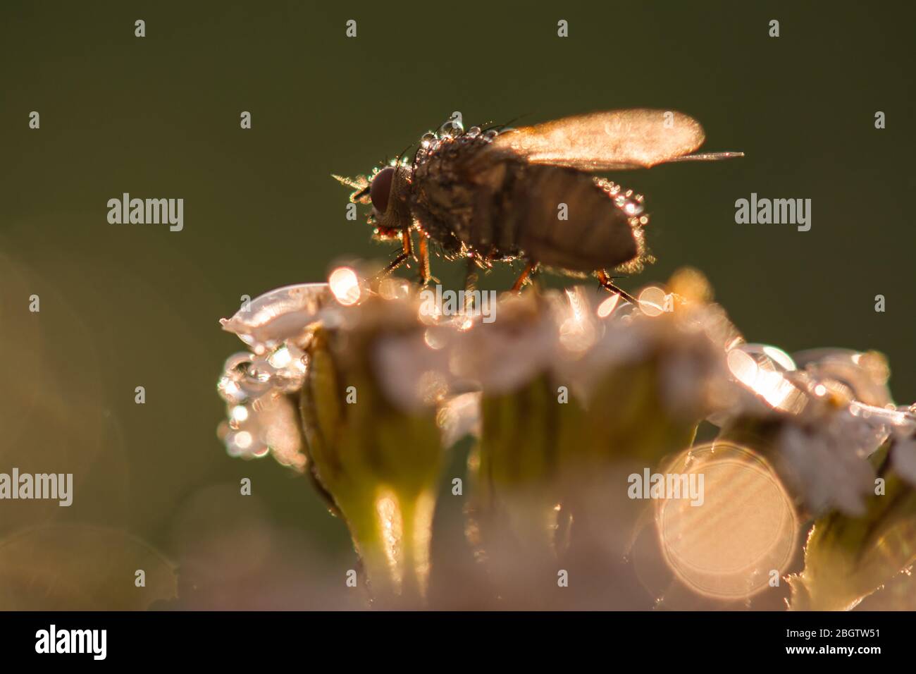 Fly with dew, drying in the morning sun, Norwich, September 2015 Stock ...