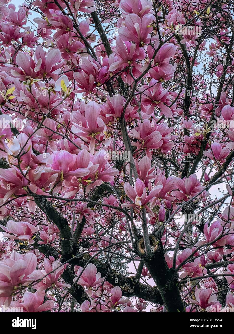 Beautiful magnolia flowers in the garden Stock Photo - Alamy