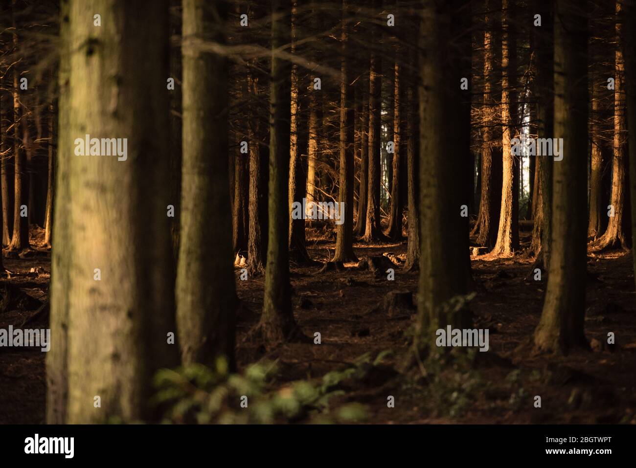 Side lit pine trees hi-res stock photography and images - Alamy