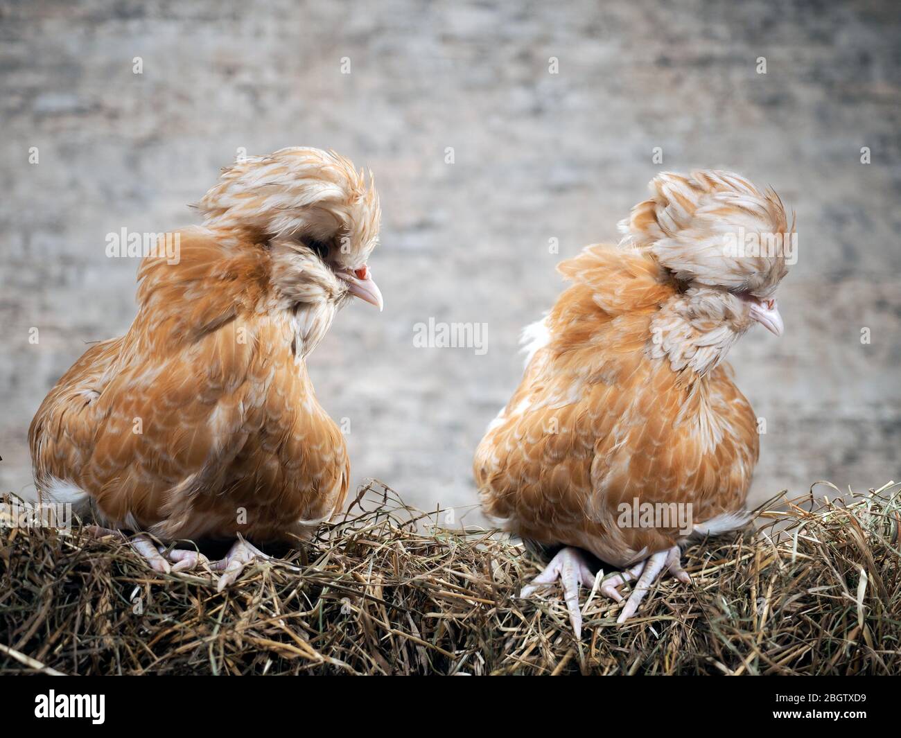 Rare exotic hens with large plumes on their heads Stock Photo - Alamy