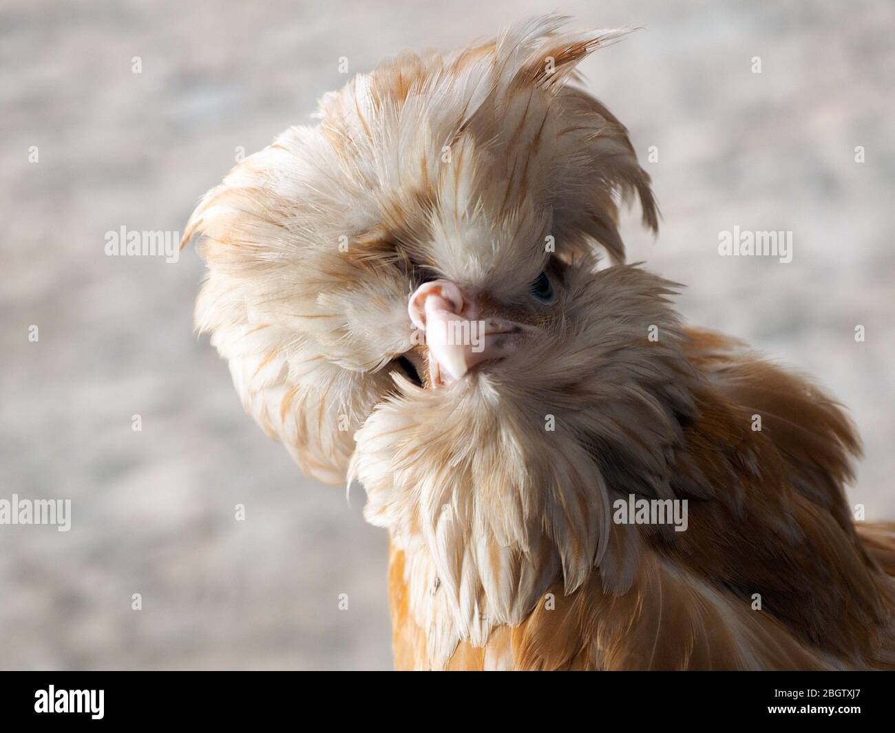 Rare poultry breeds hi-res stock photography and images - Alamy
