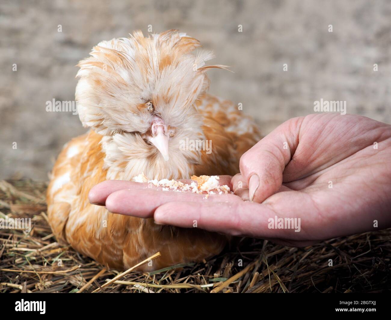 A human hand feeds an unusual chicken with a large plume on its head ...