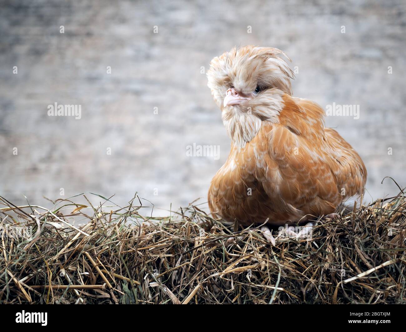 Rare breed hens hi-res stock photography and images - Alamy