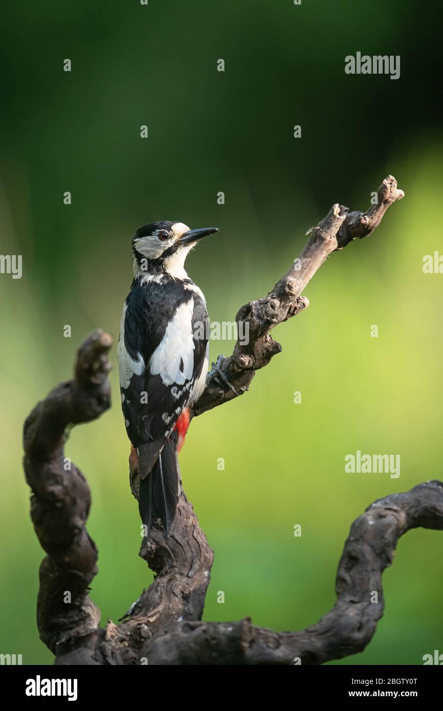 Great spotted woodpecker Stock Photo - Alamy