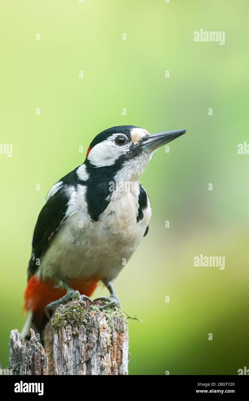 Great spotted woodpecker Stock Photo - Alamy