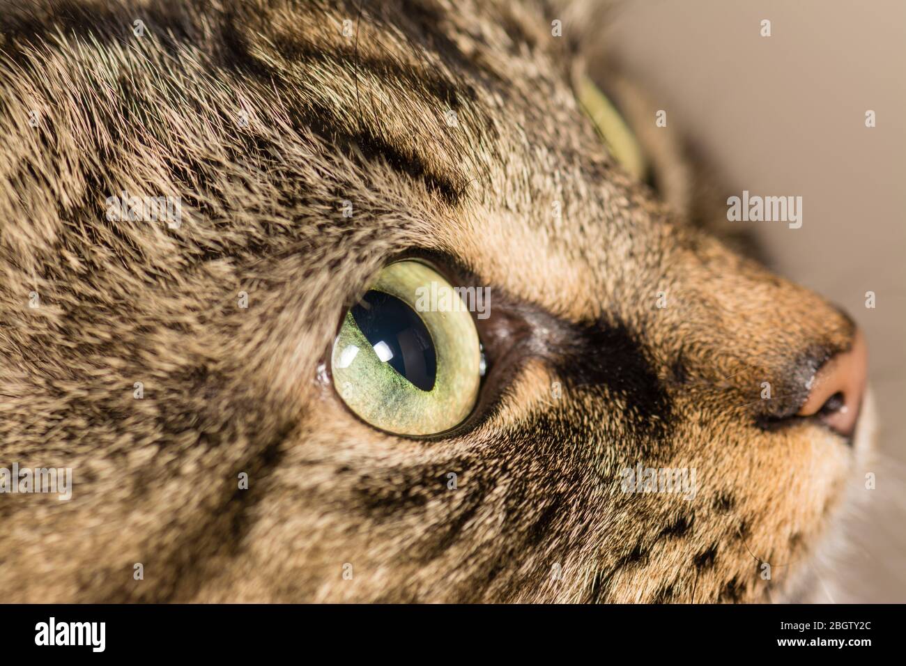 Cat face close up- profile-January, 2016 Stock Photo - Alamy