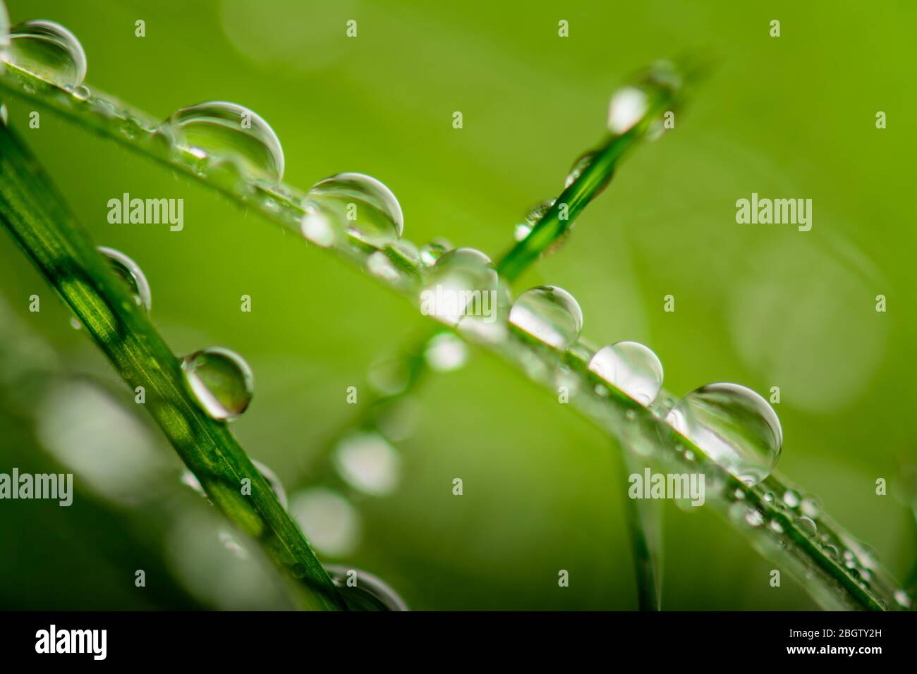 Stem droplets hi-res stock photography and images - Alamy