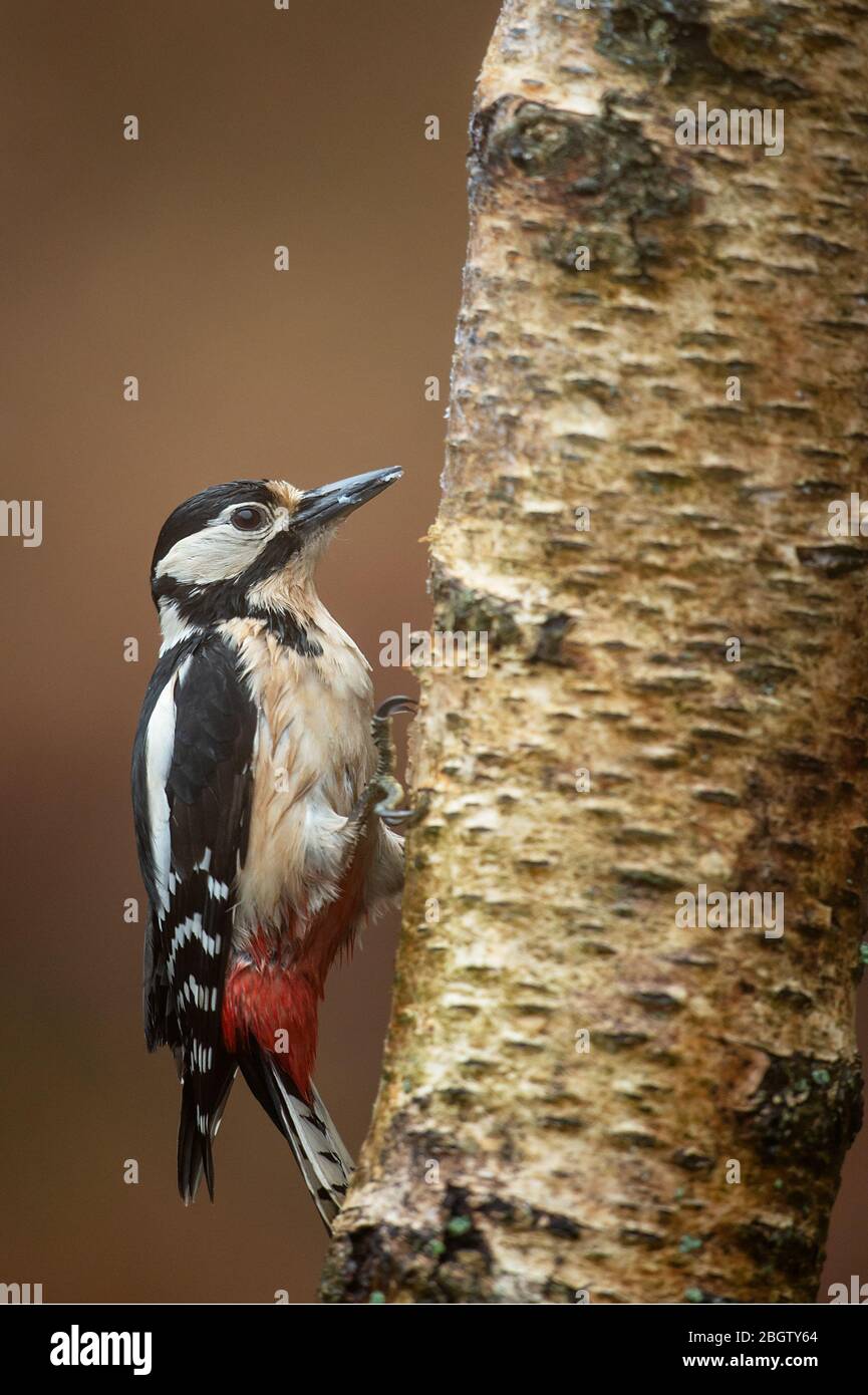 Great spotted woodpecker Stock Photo - Alamy