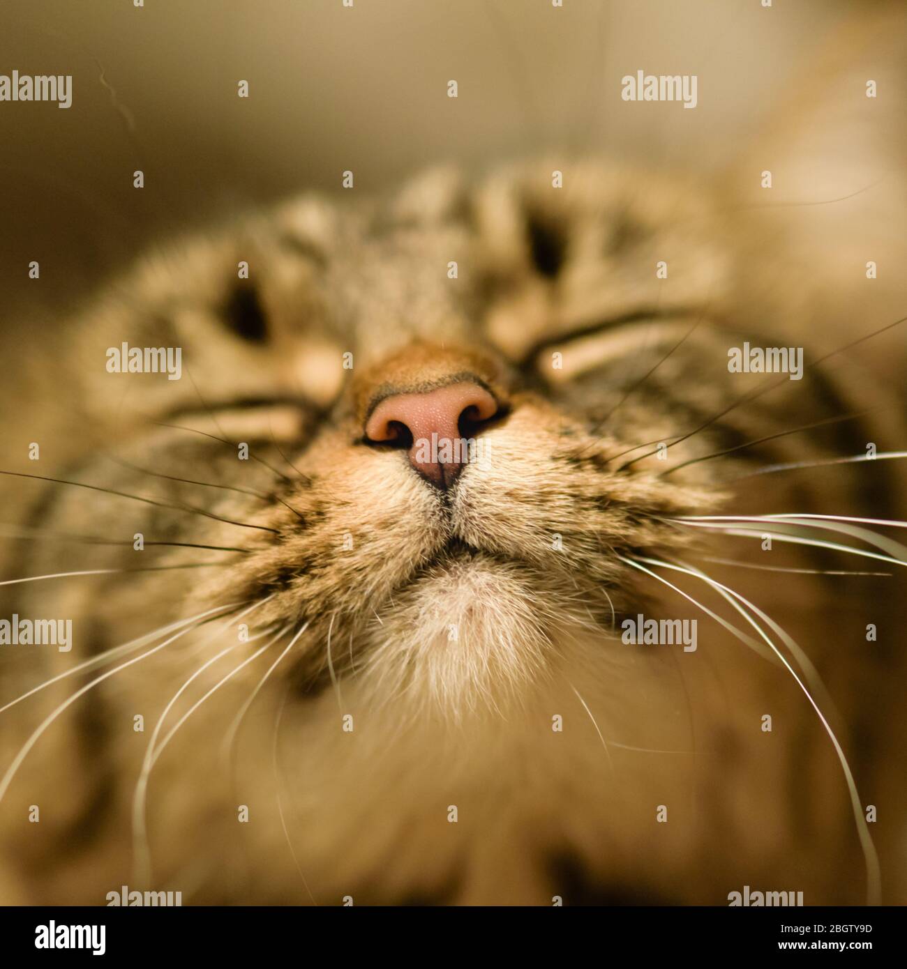 Pickle- happy cat face, she loves a chin rub February, 2016 Stock Photo ...