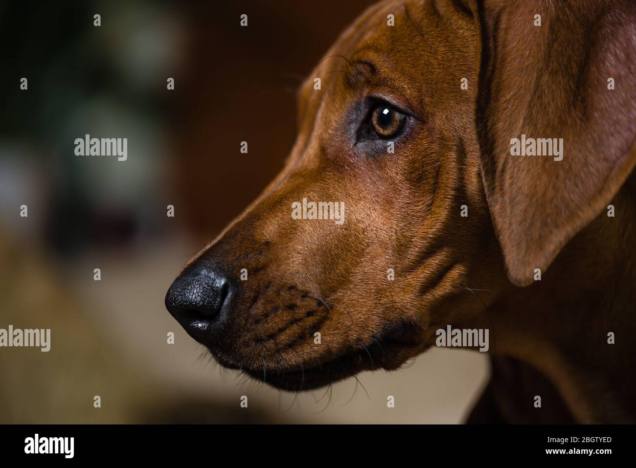 Rhodesian Ridgeback portarit, side profile-February, 2016 Stock Photo ...
